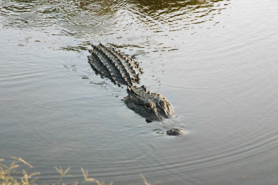 Free Stock Photo of Large Alligator Swimming in Water | Download Free ...