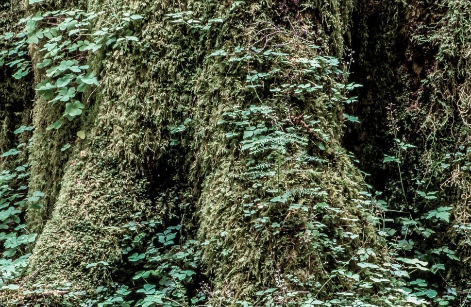Free Stock Photo of Moss Covered Tree Trunk | Download Free Images and ...