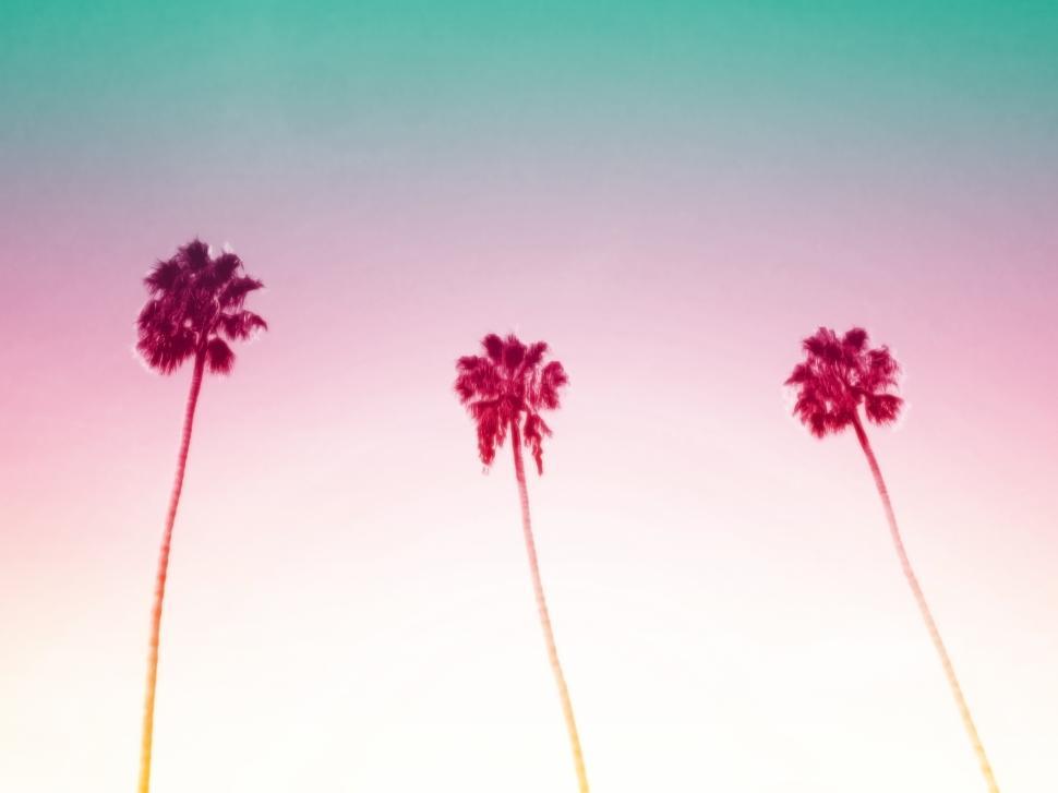 Free Stock Photo of Three Palm Trees | Download Free Images and Free ...