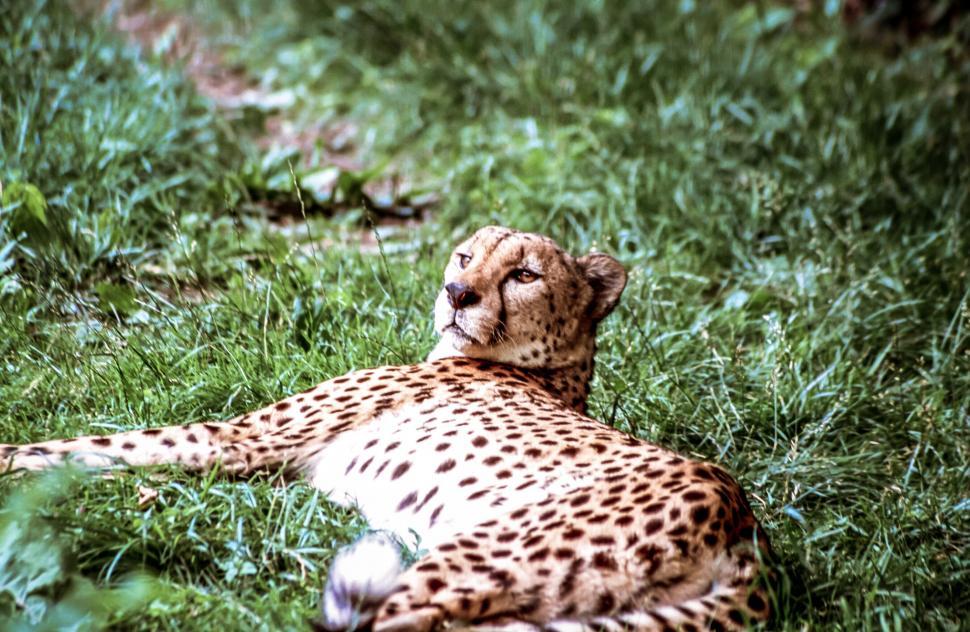 Free Stock Photo of Cheetah in the Grass | Download Free Images and ...