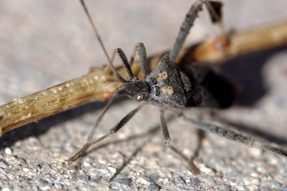 Free Stock Photo of Insect on a stick | Download Free Images and Free ...