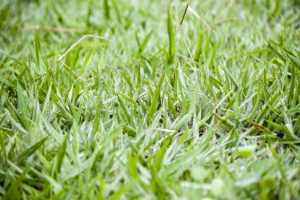 Free Stock Photo of Grass views | Download Free Images and Free ...