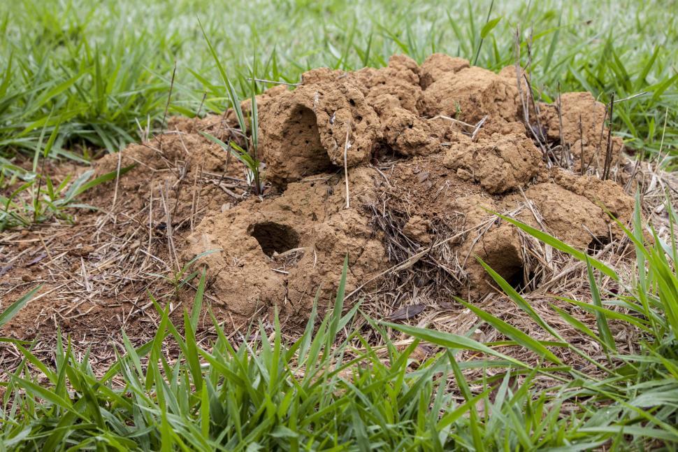 Free Stock Photo of Ant hill | Download Free Images and Free Illustrations