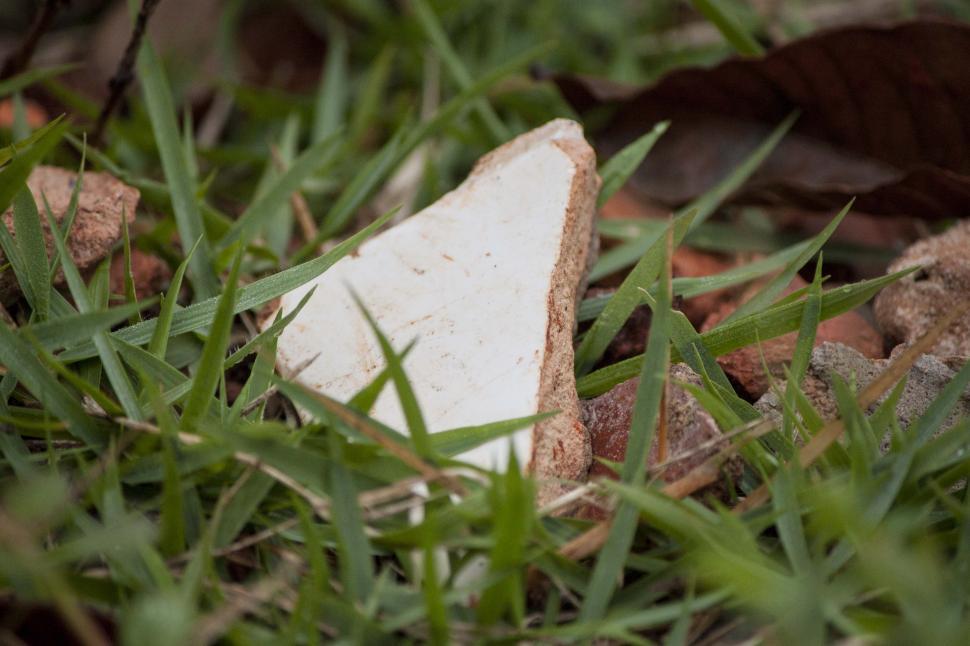 Free Stock Photo of Bread in Grass | Download Free Images and Free ...