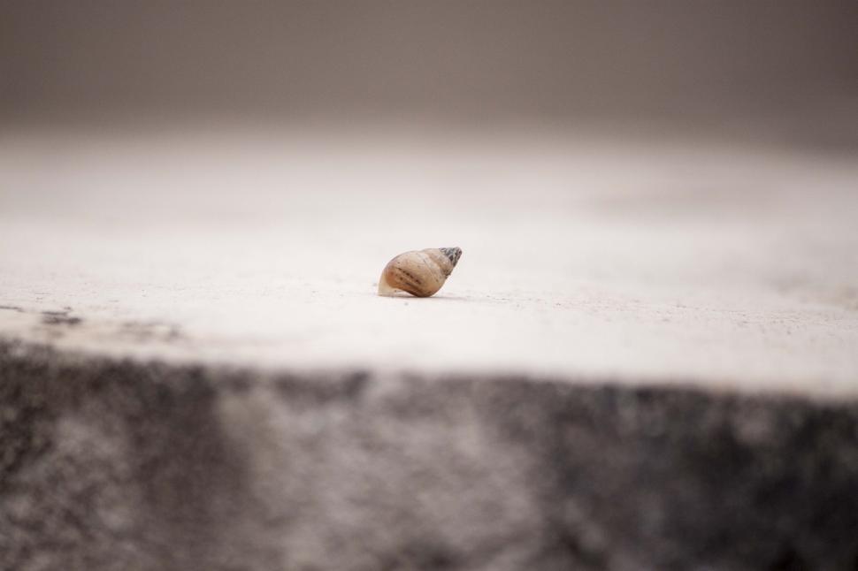 Free Stock Photo of Single Abandoned shell | Download Free Images and ...