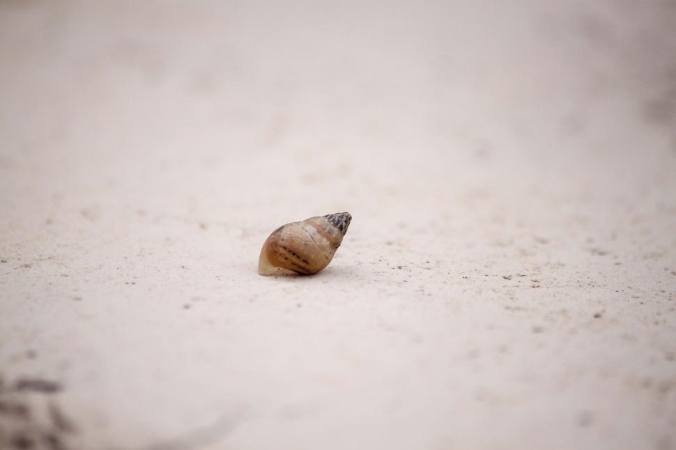Free Stock Photo of Abandoned shell | Download Free Images and Free ...