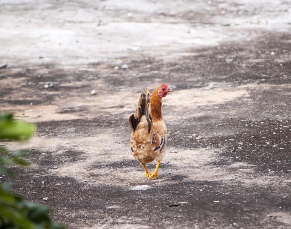 Free Stock Photo of Chicken walking on concrete ground | Download Free ...