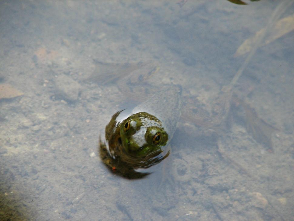 Free Stock Photo of Frog | Download Free Images and Free Illustrations