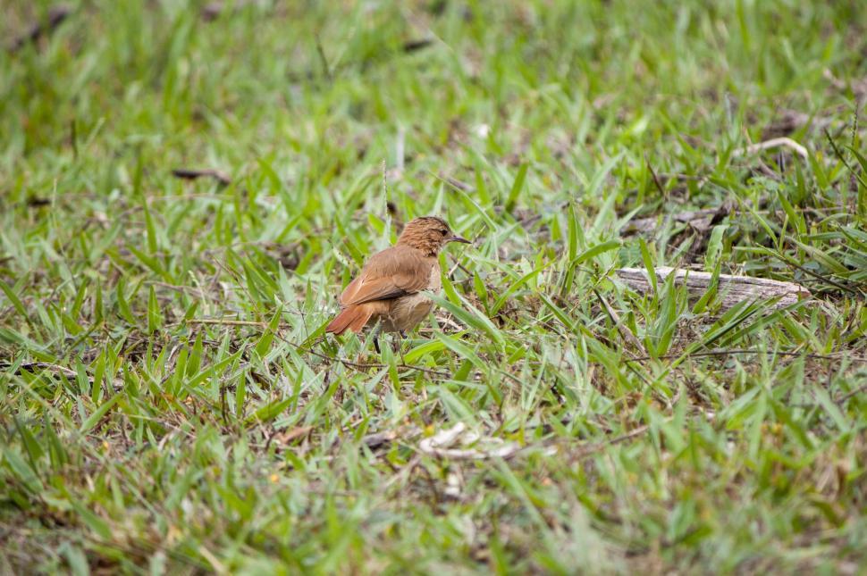Free Stock Photo of Bird looks right | Download Free Images and Free ...
