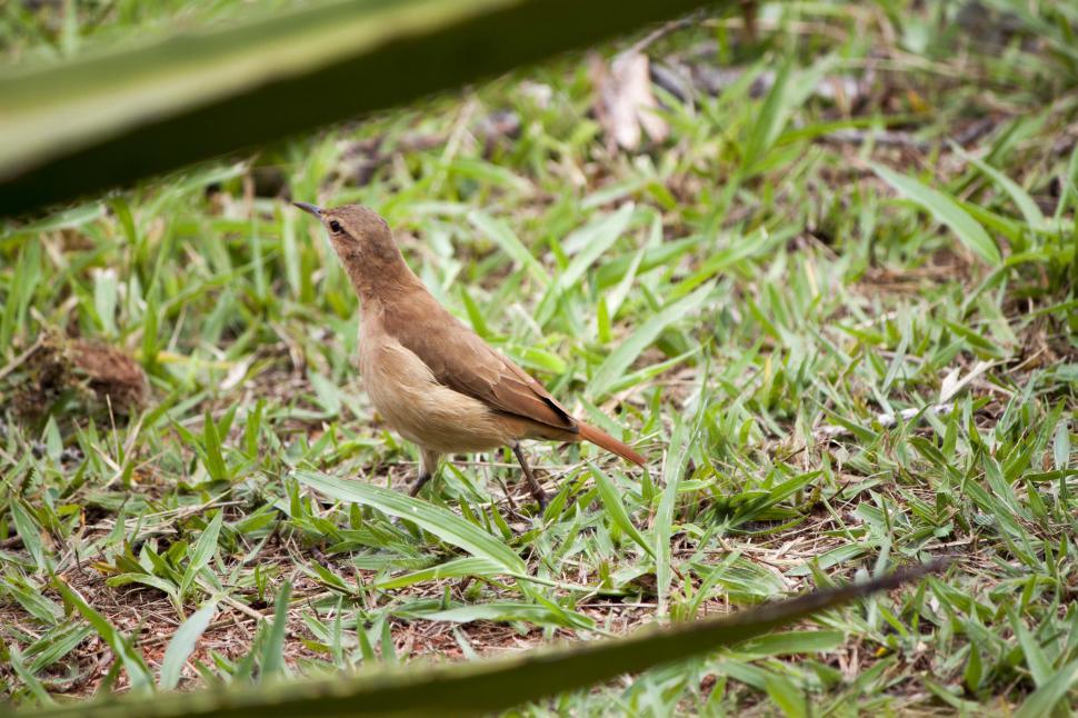 Free Stock Photo of Swaggy bird | Download Free Images and Free ...