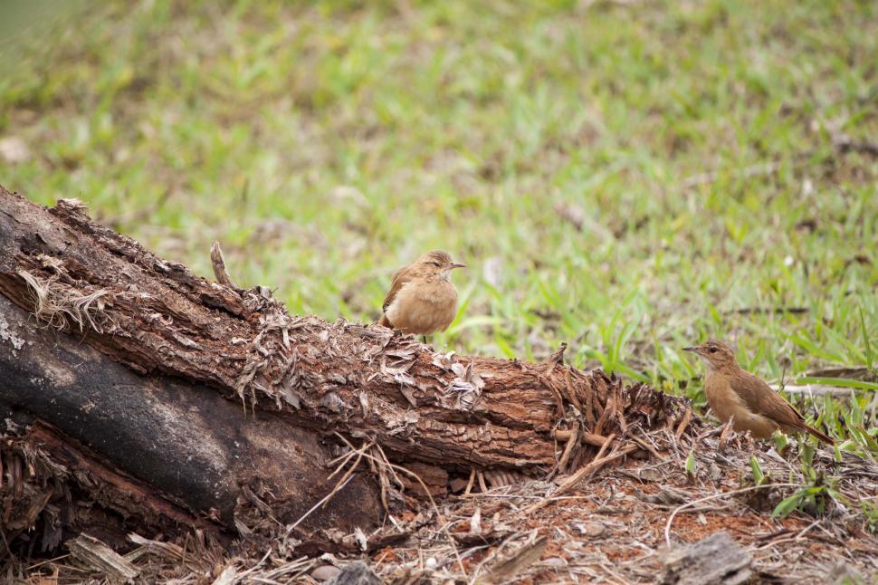 Free Stock Photo of Birds playing on tree trunk | Download Free Images ...