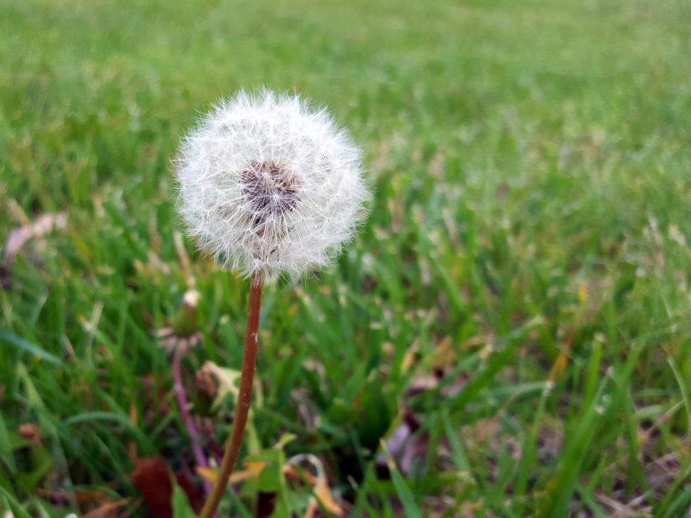 Free Stock Photo of Dandelion Seed Ball | Download Free Images and Free ...