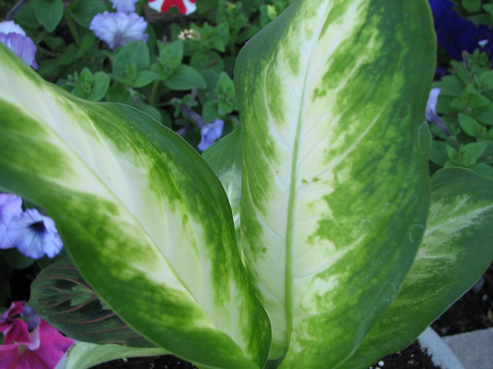Free Stock Photo of Plant | Download Free Images and Free Illustrations