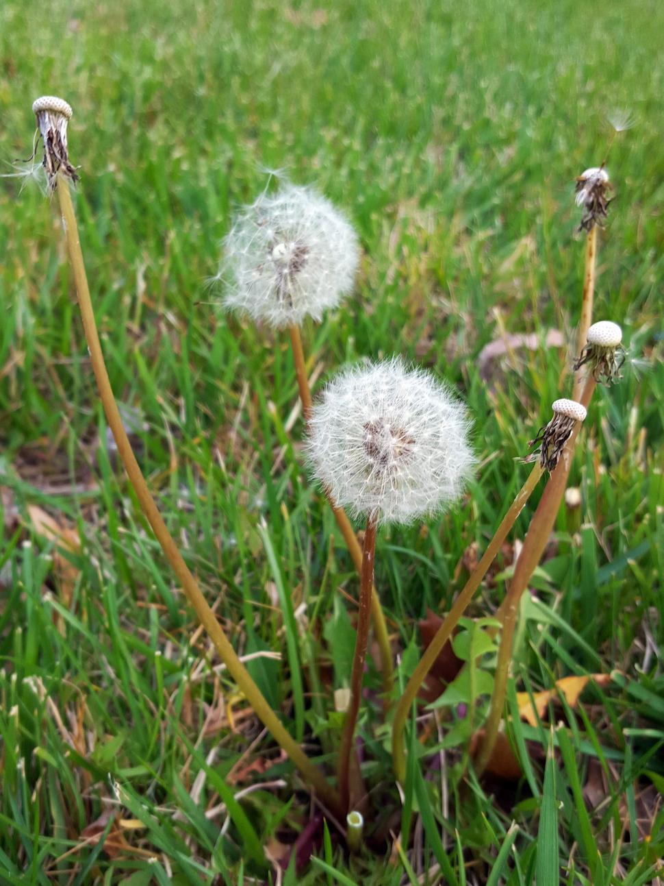 Free Stock Photo of Dandelion Seed Balls | Download Free Images and ...