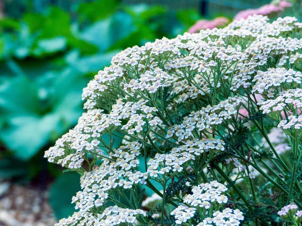 Free Stock Photo of White Yarrow | Download Free Images and Free ...