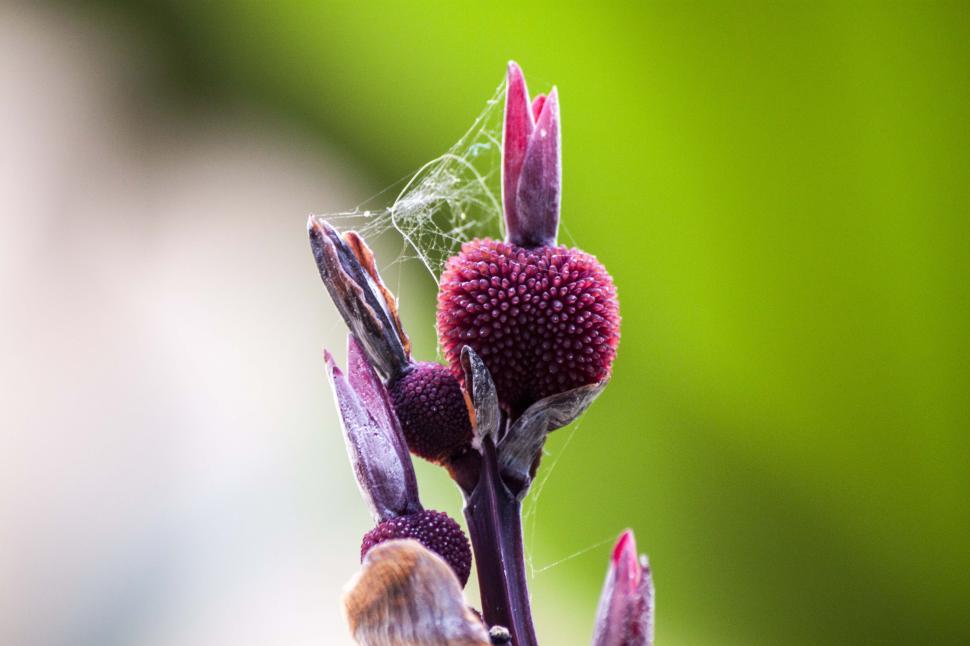 Free Stock Photo of Deep purple berry | Download Free Images and Free ...