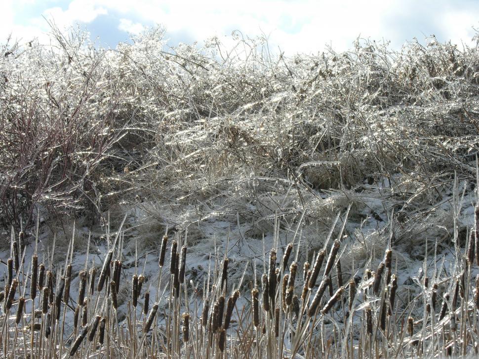 Free Stock Photo of Winter Ice Storm | Download Free Images and Free ...