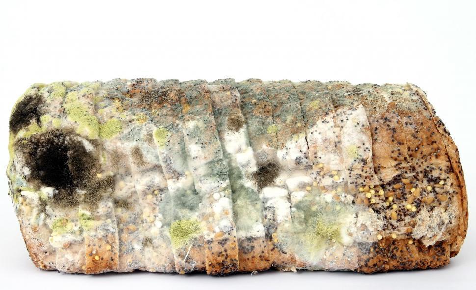 Free Stock Photo of mold moldy bread spoiled rotten bad gross loaf ...
