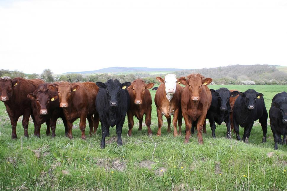 Free Stock Photo of Herd of Cattle Standing on Top of a Lush Green ...