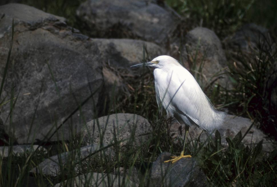 Free Stock Photo of Snowy egret (bird) | Download Free Images and Free ...