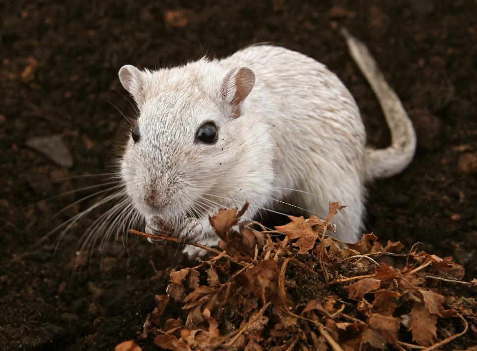 Free Stock Photo of White Mouse Standing on Top of Pile of Dirt ...