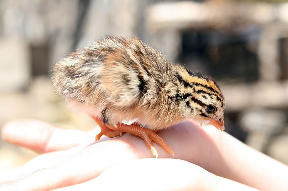 Free Stock Photo of Small Bird Perched on Persons Hand | Download Free ...