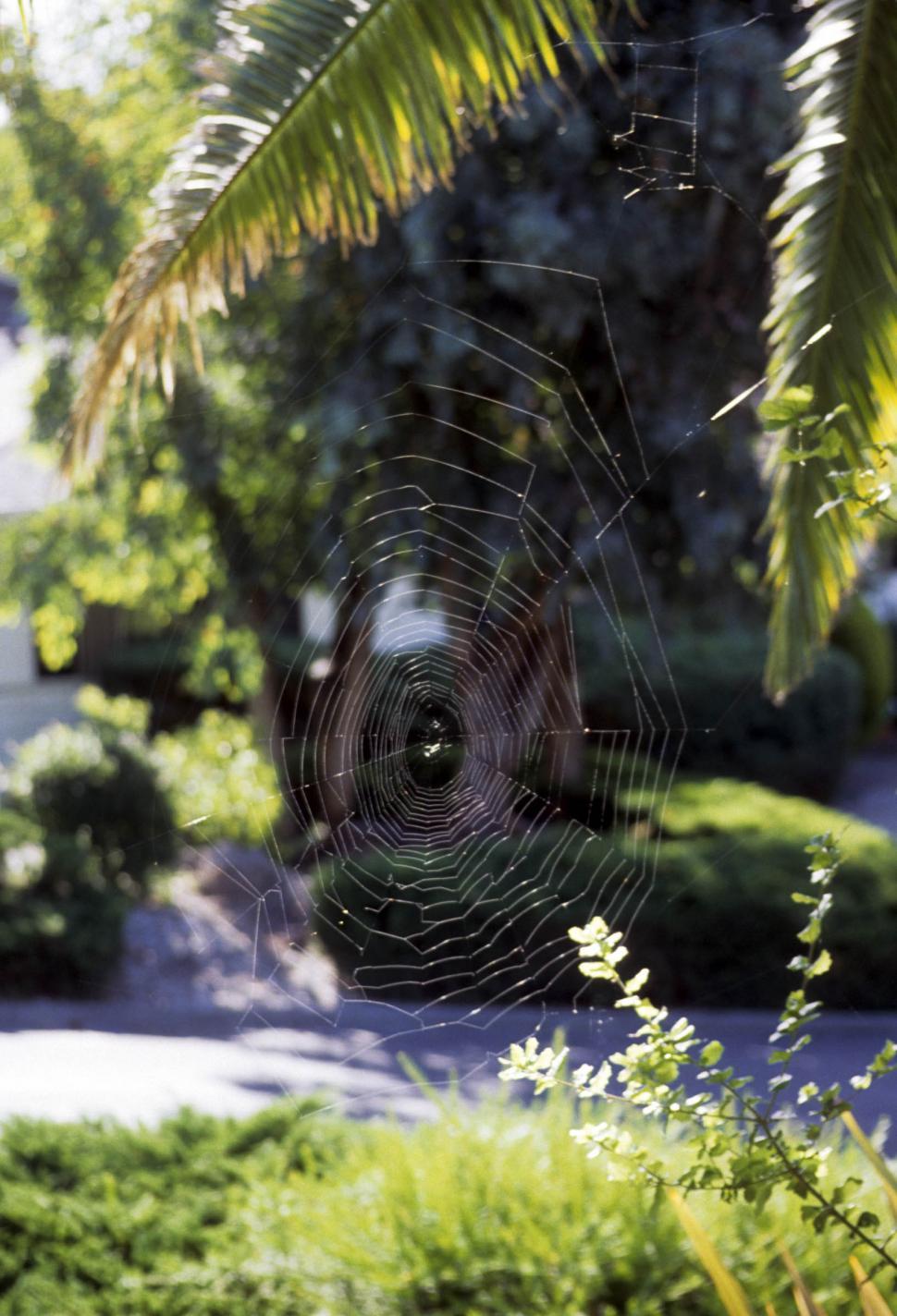 Free Stock Photo of Orb-weaver spider - Web | Download Free Images and ...