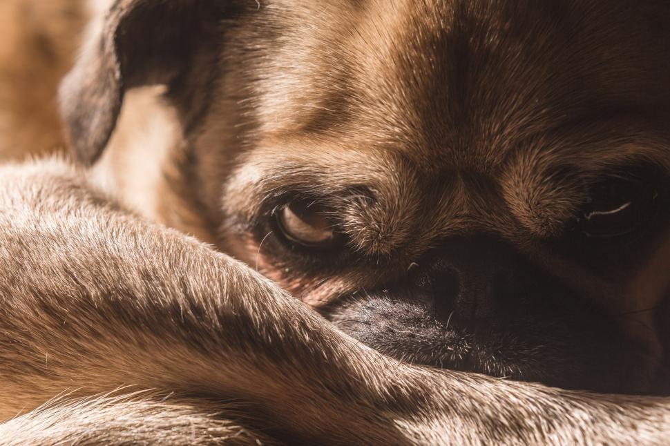 Free Stock Photo of Dog Closeup | Download Free Images and Free ...