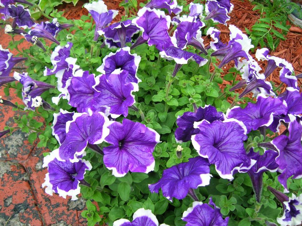 Free Stock Photo of Pretty n' Purple | Download Free Images and Free ...