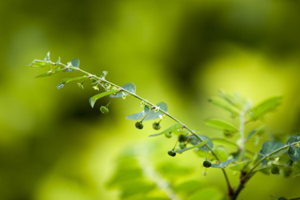Free Stock Photo of Branch with seeds | Download Free Images and Free ...
