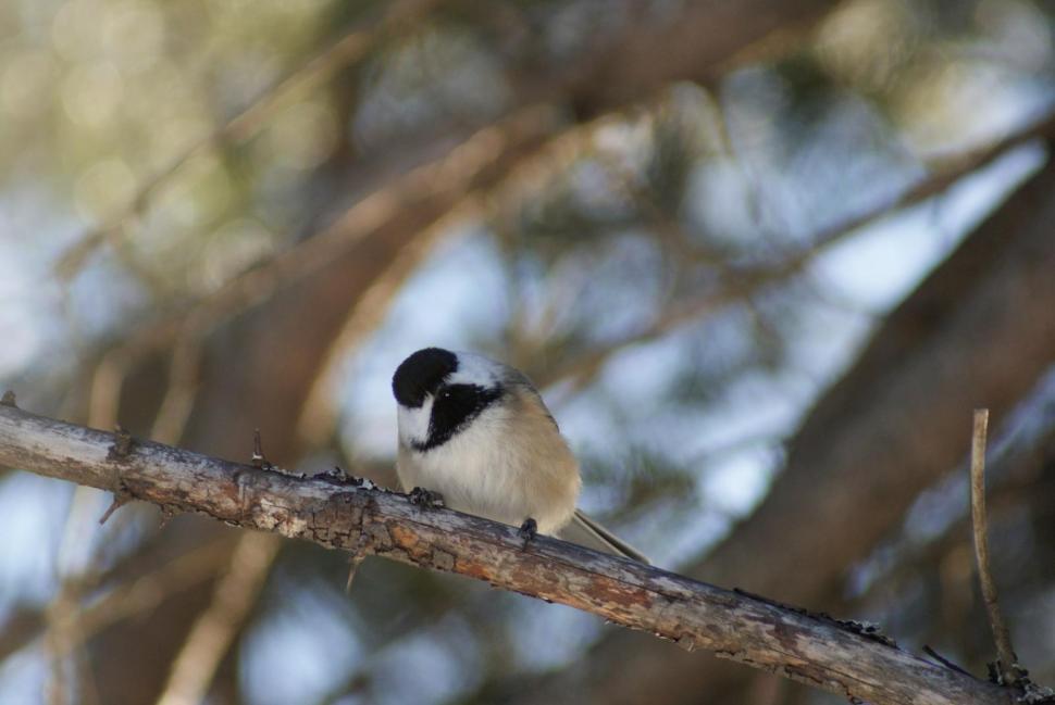 Free Stock Photo of chickdee | Download Free Images and Free Illustrations