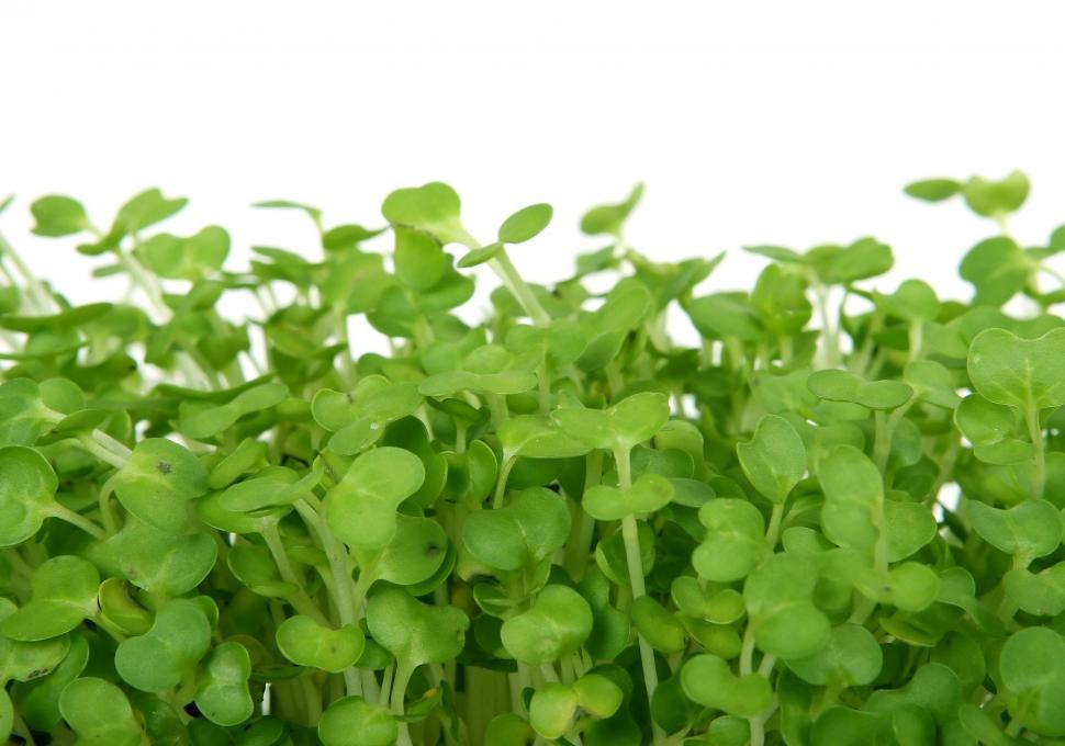 Free Stock Photo of Green Sprouts Close Up | Download Free Images and ...
