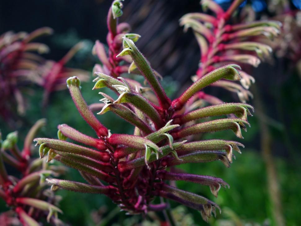 Free Stock Photo of Close Up of a Plant With Red Flowers | Download ...