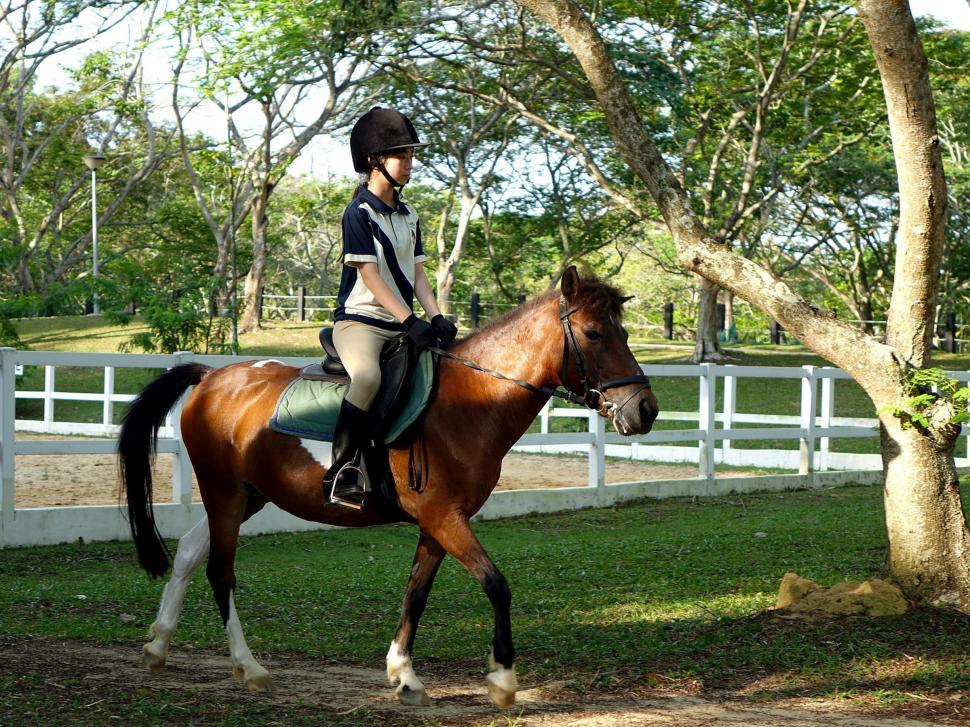 Free Stock Photo of Woman Riding on the Back of a Brown Horse ...