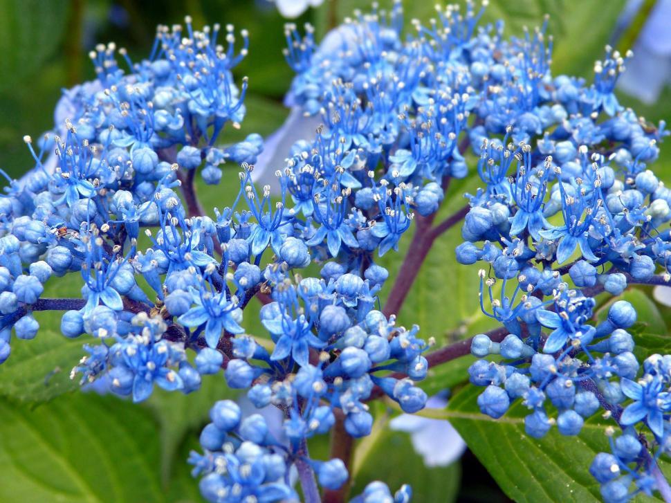 Free Stock Photo of Fresh Hydrangeas - blue | Download Free Images and ...