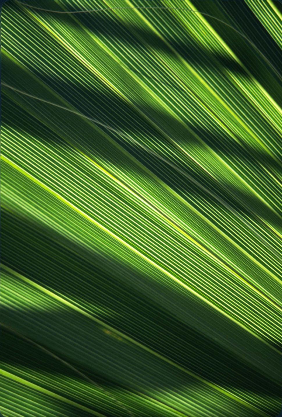 Free Stock Photo of Palm frond background | Download Free Images and ...