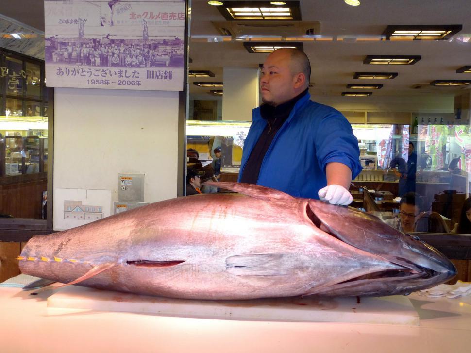 Free Stock Photo of Man Standing Next to Large Fish on Display ...