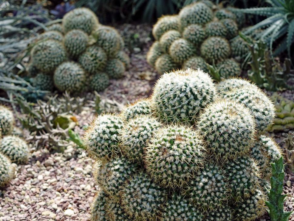 Free Stock Photo of Cluster of Cactus Plants Growing in Soil | Download ...