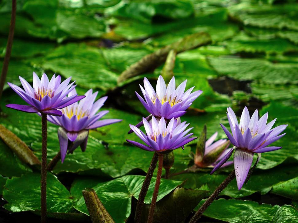 Free Stock Photo of Water Lily | Download Free Images and Free ...