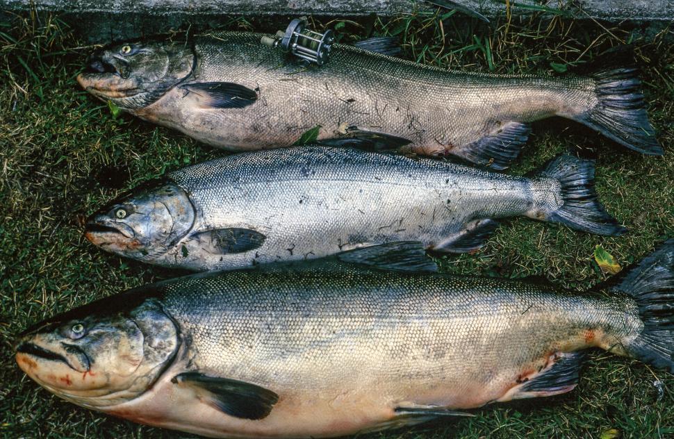 Free Stock Photo of Dead fish on display | Download Free Images and ...