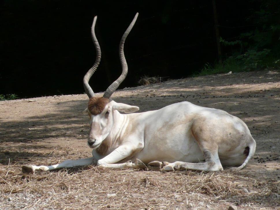 Free Stock Photo of Animal With Long Horns Laying on the Ground ...