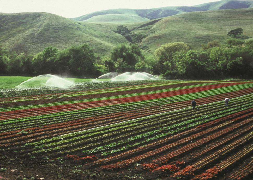 Free Stock Photo of Sprawling Field With Rows of Plants | Download Free ...