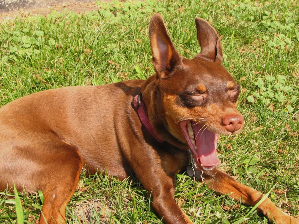Free Stock Photo of Sleepy Dog | Download Free Images and Free ...