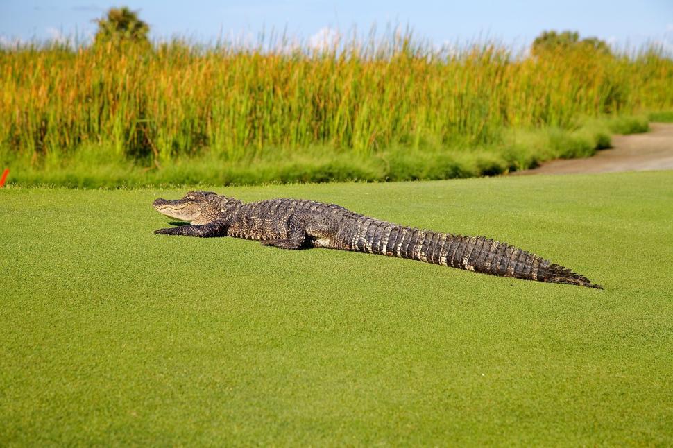 Free Stock Photo of Large Alligator Resting on Lush Green Field ...