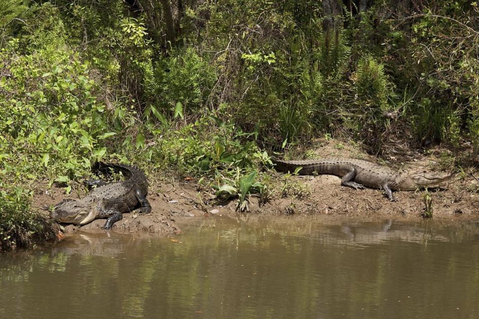 Free Stock Photo of Two Alligators Resting on River Bank | Download ...