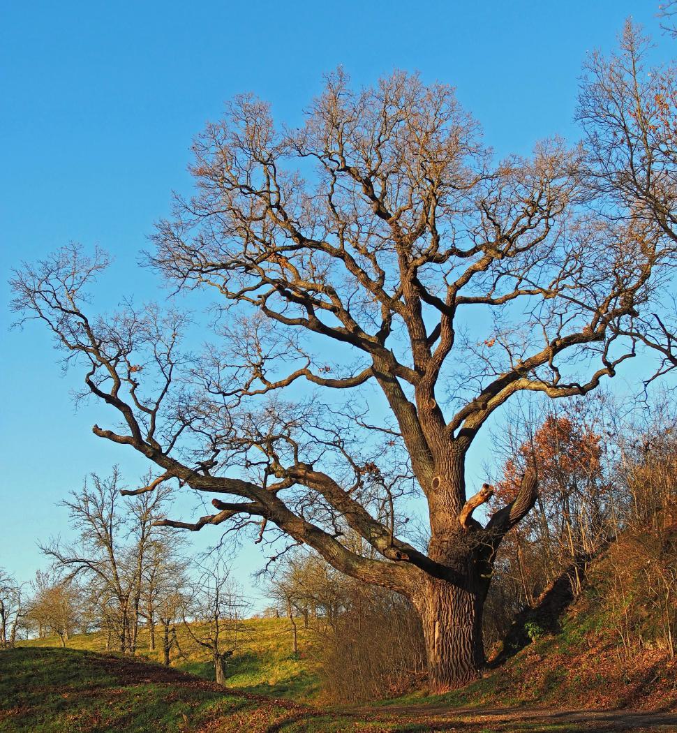 Free Stock Photo of Large Tree by Side of Road | Download Free Images ...
