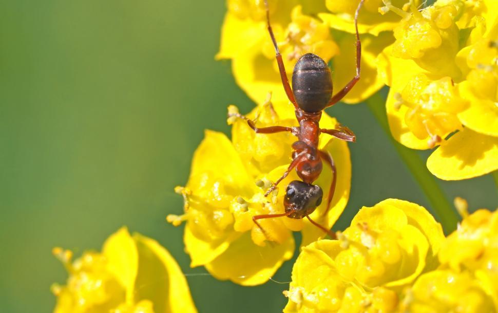 Free Stock Photo of Two Ants Standing on Yellow Flowers | Download Free ...