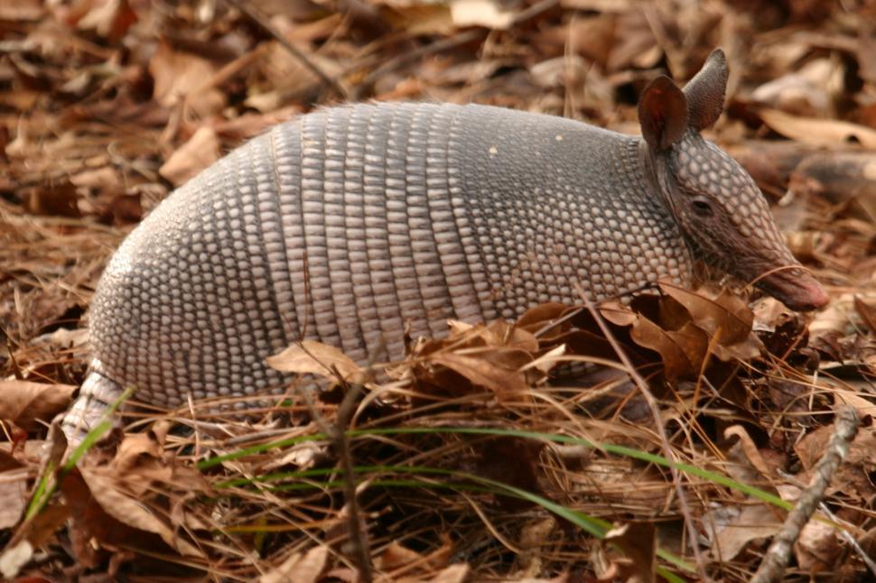 Free Stock Photo of Small Animal Among Leaves in Field | Download Free ...