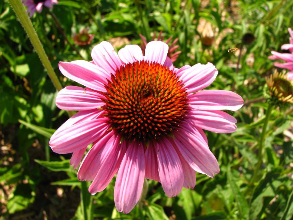 Free Stock Photo of Flowers | Download Free Images and Free Illustrations
