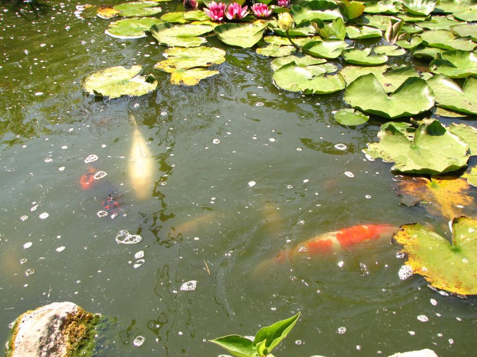 Free Stock Photo of Fish Pond | Download Free Images and Free Illustrations